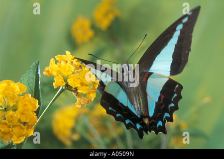 Blue triangle butterfly in flight Stock Photo - Alamy