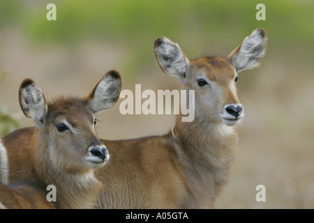 Two baby Common Waterbuck, Kruger Park, South Africa. Kobus ...