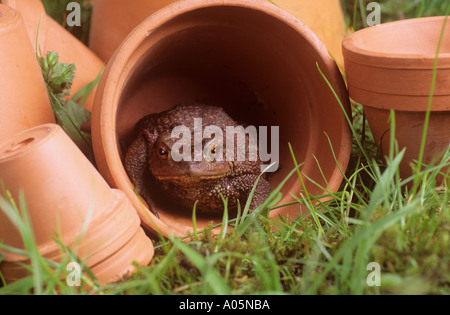 Toad in flower pot Stock Photo - Alamy