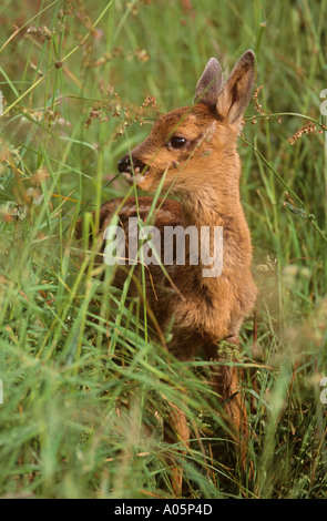 Roe deer kid in sunshine Stock Photo - Alamy
