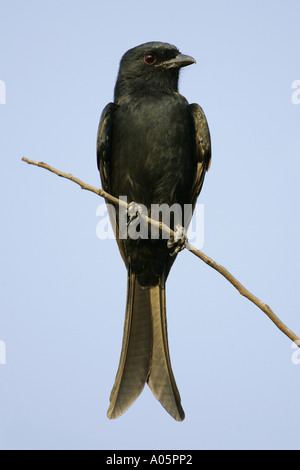 Fork-tailed drongo in Kruger national park, South Africa ; Specie ...