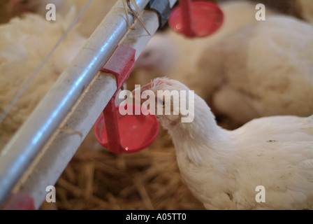 American Cobb chickens on a commercial poultry farm Stock Photo - Alamy