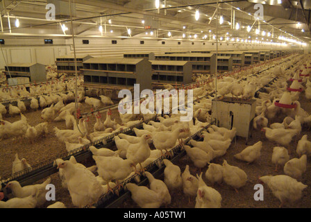 Breeding Broilers in a Broiler Barn on a Commercial Poultry Farm Stock ...
