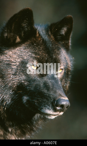 Timber Wolf (Canis lupus) at twilight under moon, Minnesota Stock Photo ...