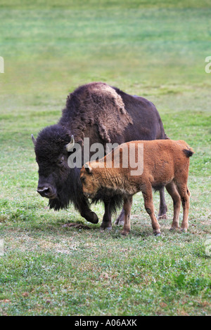 American bison, buffalo (Bison bison), mother and two calves walking on ...