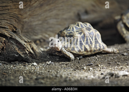 Indian star tortoise, starred tortoise (Geochelone elegans elegans ...