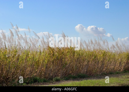 Sugar Cane field Southern Florida Stock Photo: 3229954 - Alamy