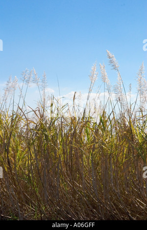 Sugar Cane field Southern Florida Stock Photo: 3229954 - Alamy