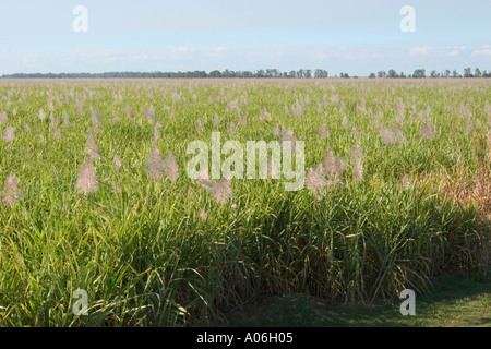 Sugar Cane field Southern Florida Stock Photo: 3229954 - Alamy