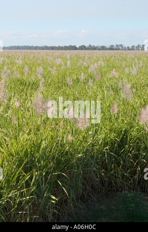 Sugar Cane field Southern Florida Stock Photo: 3229954 - Alamy