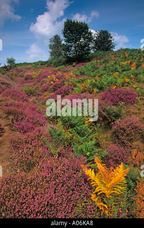 Puttenham Common Surrey UK Autumn Stock Photo - Alamy