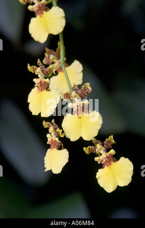 Oncidium orchid in bloom Stock Photo - Alamy