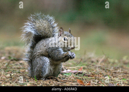 Squirrel Hide Out, a site in the Midwest region’s national parks ...