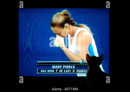 Cats kittens watching tennis match at Wimbledon on Television having a ...