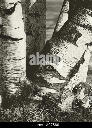 A cluster of birch Stock Photo - Alamy