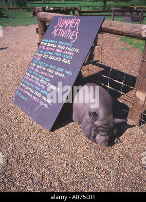 Pot bellied pig, UK Stock Photo - Alamy