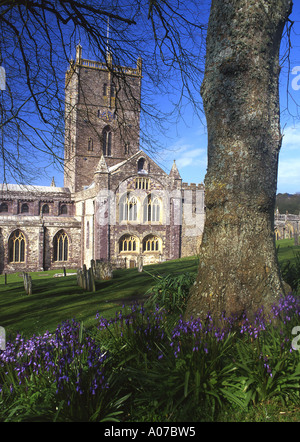 St David's Cathedral in springtime with daffodils in foreground St ...
