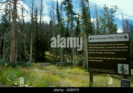 Bristlecone Pine Trail Dixie National Forest Utah UT SW USA Stock Photo ...