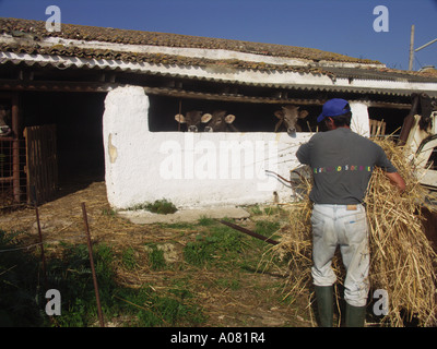 Small dairy farm building where ricotta cheese is made Sicily Italy ...