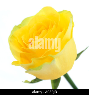 Background with yellow rose Stock Photo - Alamy