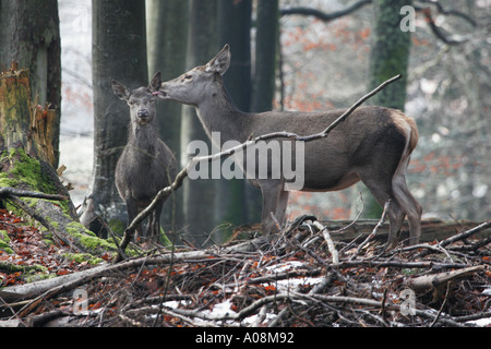 Young deer licking wood Stock Photo - Alamy