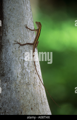 Wiegmann's-Agama, Otocryptis wiegmanni, Agamidae, Lizard, reptile ...