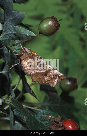Early thorn moth Stock Photo - Alamy