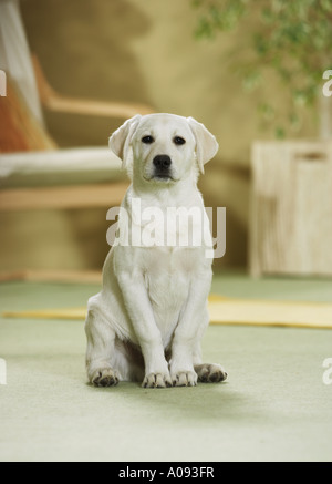 Cute young labrador retriever dog sitting in meadow in the summer Stock ...