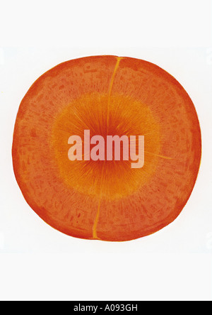 Illustration of Cross Section of a Carrot Stock Photo - Alamy