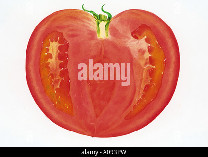 Illustration of Cross Section of Tomato Stock Photo - Alamy