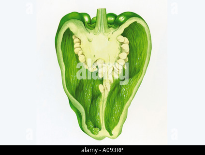 Illustration of Cross Section of Bell Pepper Stock Photo - Alamy