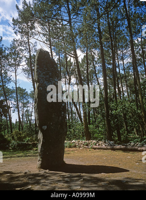 Geant de Manio 6 5 metre menhir in a forest clearing 3 km NE of Carnac ...