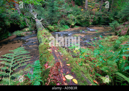 Fallen tree trunk as a bridge over a river in green forest Stock Photo ...