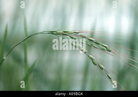 common rice (Oryza sativa), racemose inflorescences, Thailand Stock ...