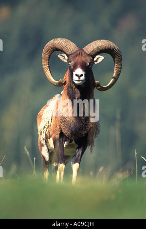 Mouflon (Ovis musimon), wild sheep, Wildpark Daun wildlife park ...