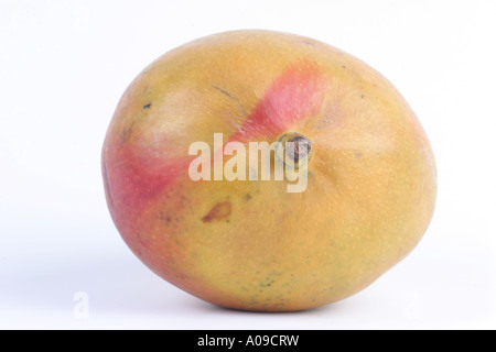 mango Mangifera indica distribution eastern India Stock Photo - Alamy