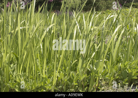 sweetflag, sweet sedge (Acorus calamus), leaves, Germany Stock Photo ...