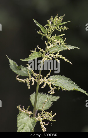 Urtica dioica, Stinging Nettle rhizome and leaves Stock Photo - Alamy