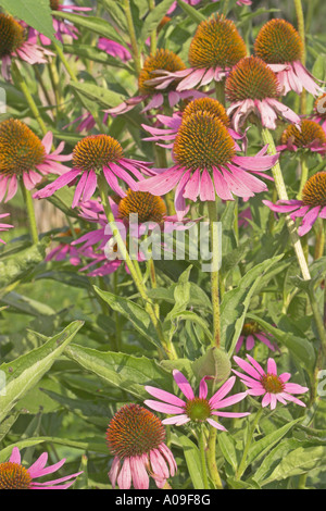 American Hover Fly on Purple Coneflower Stock Photo - Alamy