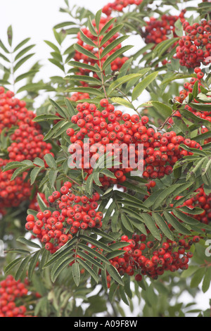 European mountain ash (Sorbus aucuparia Stock Photo - Alamy
