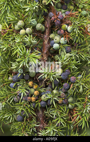 Leaves and fruits of the common juniper (Juniperus communis) on a white ...