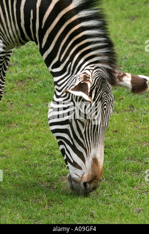 Zebra Zoo Enclosure Feeding: Captive Zebra grazing near enclosure wall ...