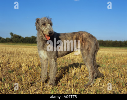 Irish Wolfhound, Dog standing on Grass Stock Photo - Alamy