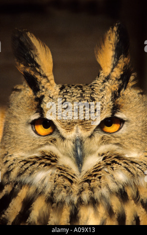 Turkmenian eagle owl, Bubo bubo, at World Owl Centre at Muncaster ...