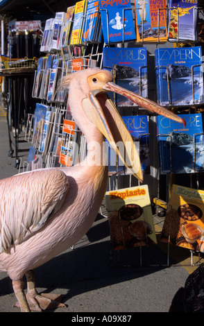 The Famous Paphos Pelican. Cyprus Stock Photo - Alamy