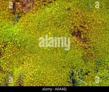Rural moss (Tortula ruralis Stock Photo - Alamy