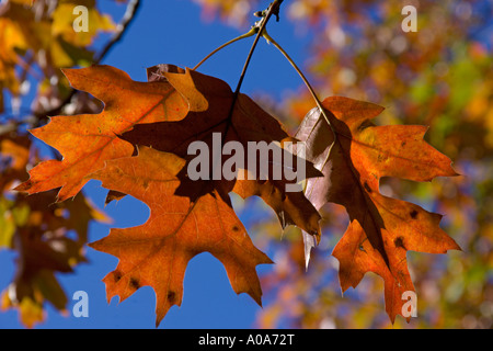 Chinese Hillside Garden variegated leaves Acer Autumn colours Royal ...