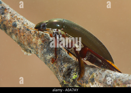 Giant Water Scavenger Beetle (Hydrophilus Stock Photo - Alamy