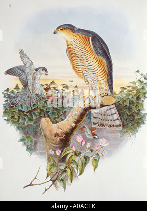 Accipiter nisus sparrowhawk sparrow hawk bird-of-prey predator beak ...