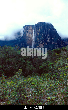 Angel Falls at Auyantepui table mountain is the highest waterfall in ...